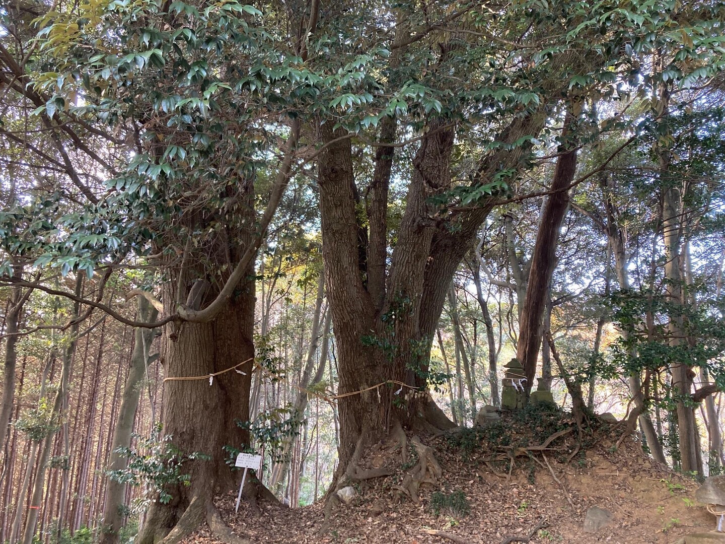 taoさんの投稿したフィールドメモ | YAMAP / ヤマップ