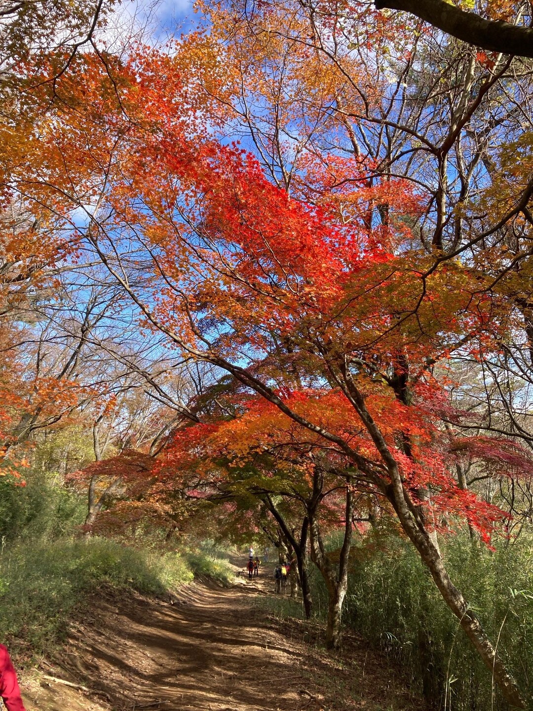 鎌倉古道 湯坂路(鷹巣山・浅間山) / ふぁん太G3さんの箱根山・神山の活動データ | YAMAP / ヤマップ