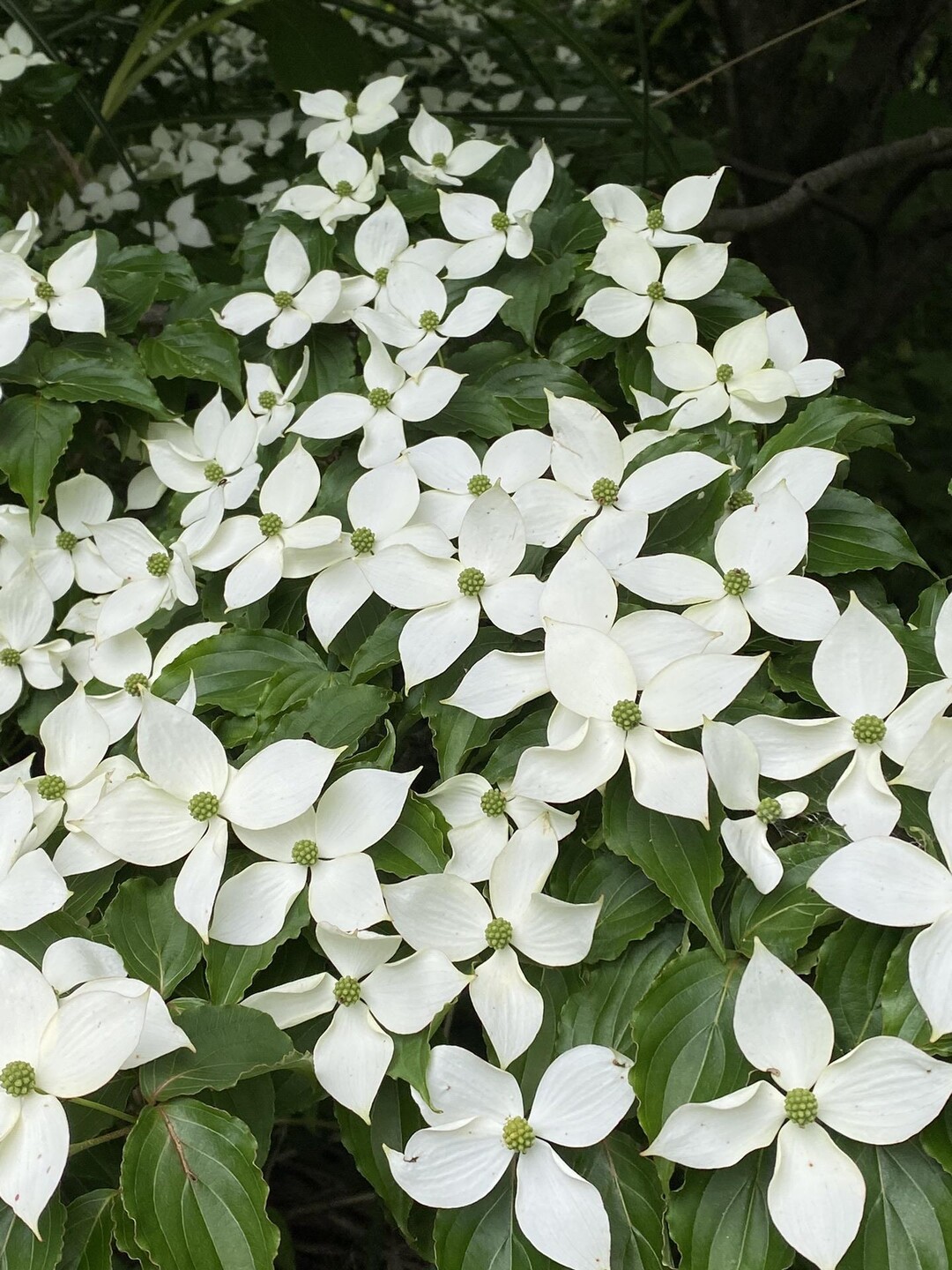 久しぶりに小仏峠から城山 / たくぽんさんの高尾山・陣馬山・景信山の活動データ | YAMAP / ヤマップ