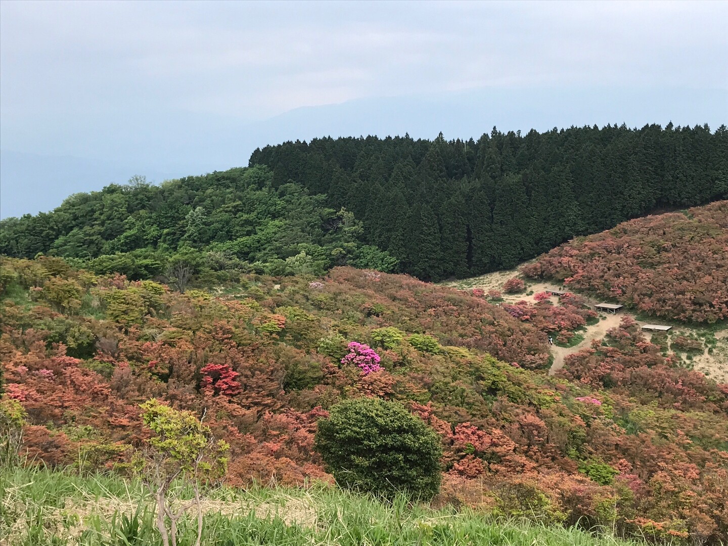 葛城山 5月例会 / megさんの金剛山・二上山・大和葛城山の活動データ | YAMAP / ヤマップ