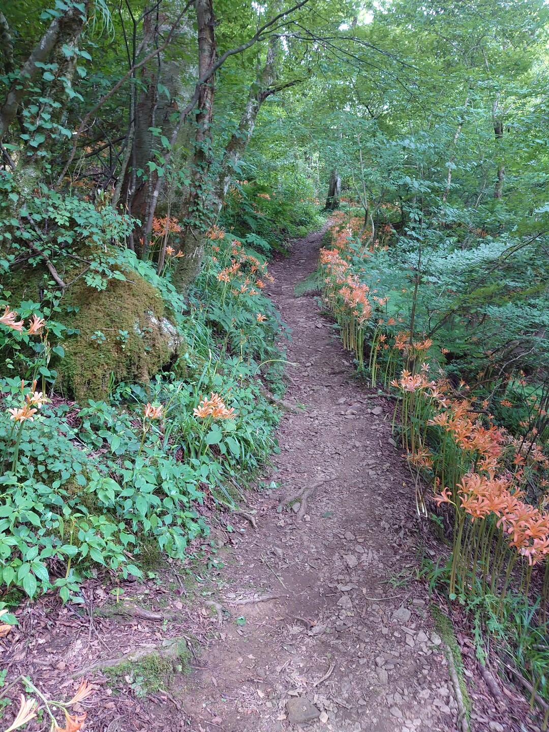 Guestさんの投稿したフィールドメモ | YAMAP / ヤマップ