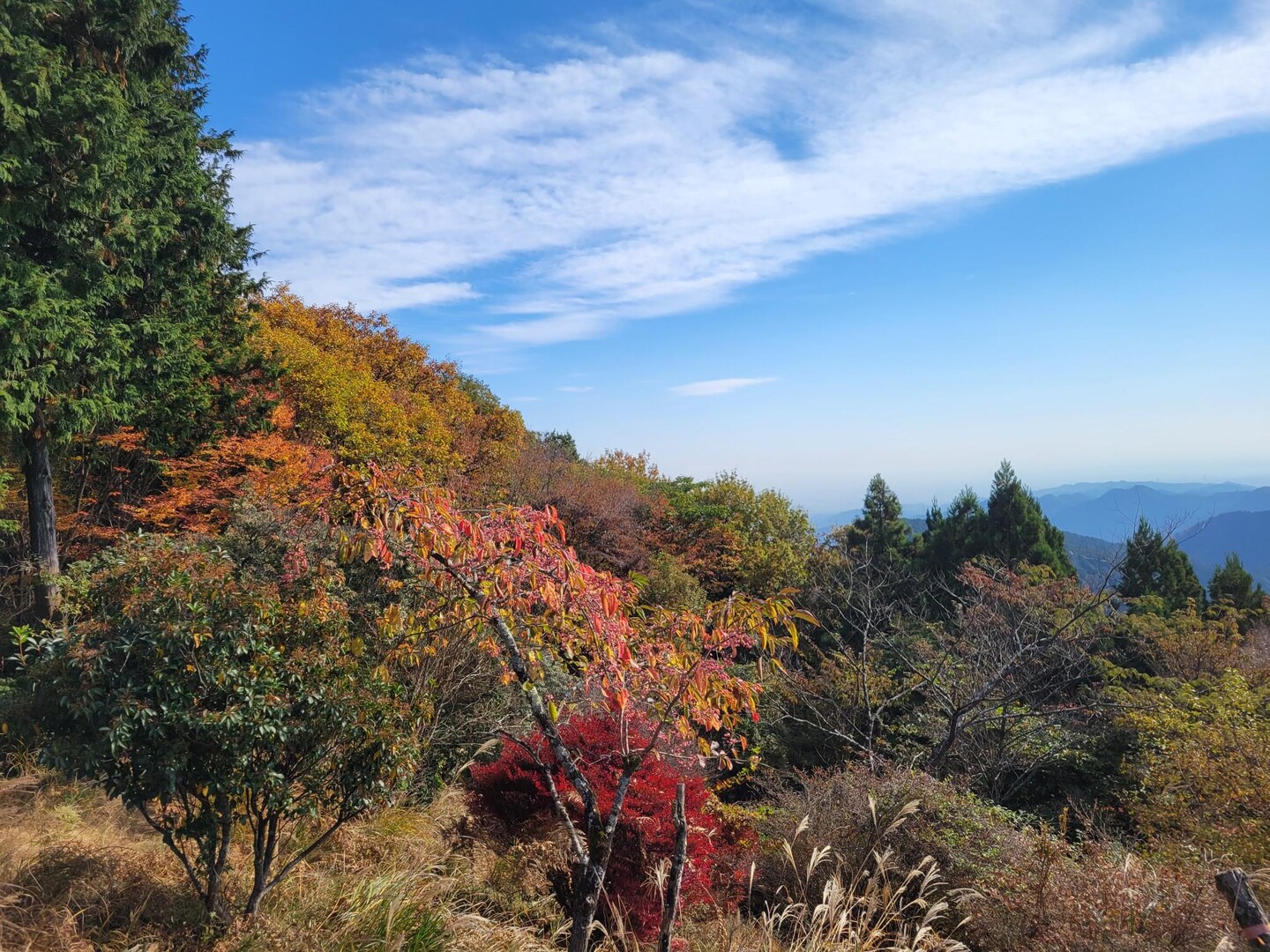 紅葉求め関八州見晴台 / shunさんの関八州見晴台の活動データ | YAMAP / ヤマップ