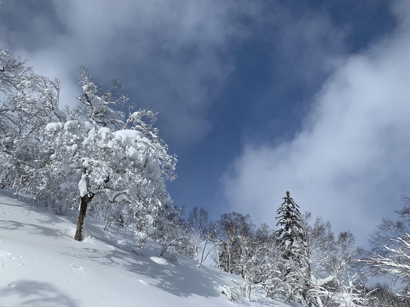 朝喝☆白井岳北面弐本BC / bono.さんの余市岳・定山渓天狗岳の活動日記 | YAMAP / ヤマップ