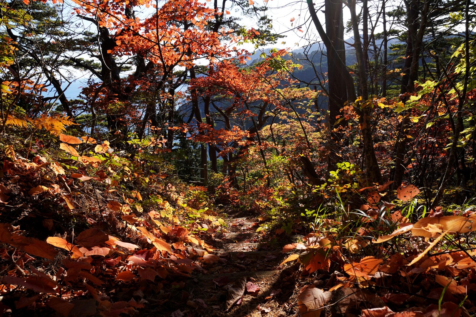 霞露ヶ岳 / mirinさんの霞露ヶ岳・船越半島の活動日記 | YAMAP / ヤマップ