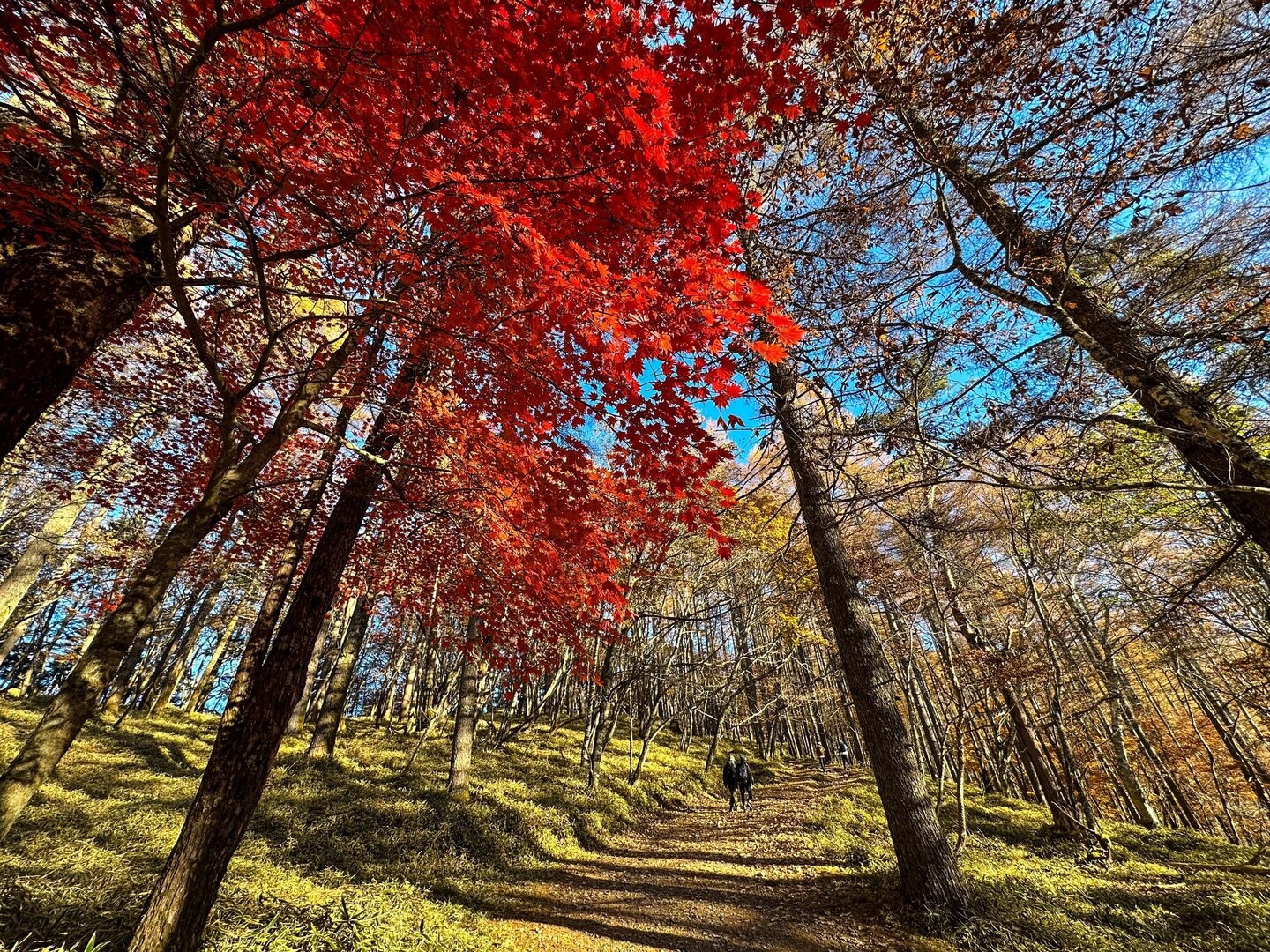 大菩薩嶺・妙見ノ頭・親不知ノ頭 / RED TOMさんの大菩薩嶺・鶏冠山・大マテイ山の活動データ | YAMAP / ヤマップ