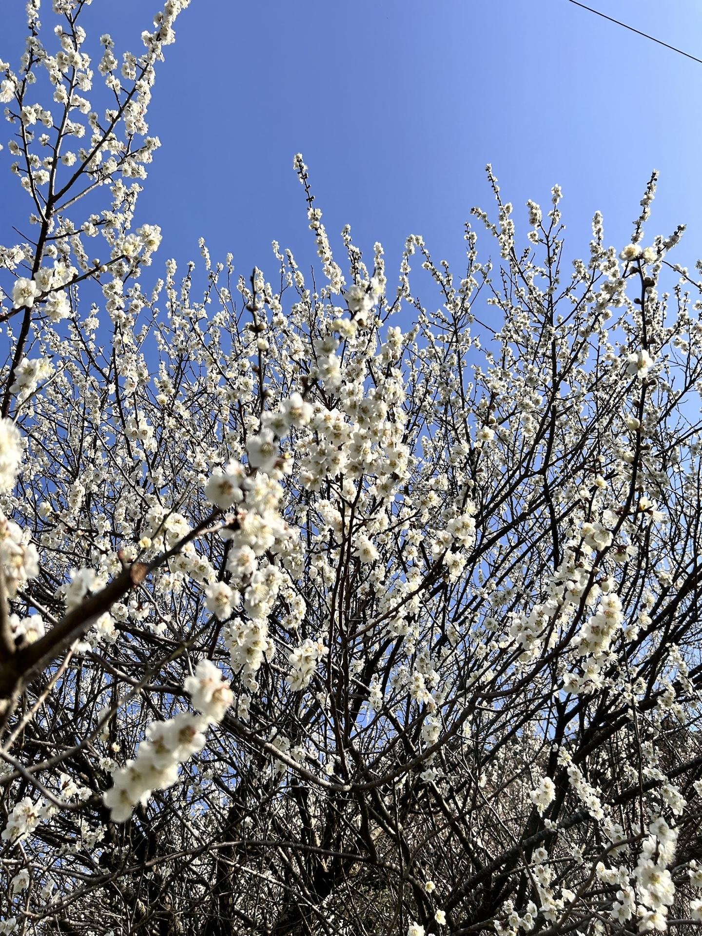 備忘録 ️ わたしの登山後の楽しみ(寧ろ... / Mocoさんのモーメント | YAMAP / ヤマップ