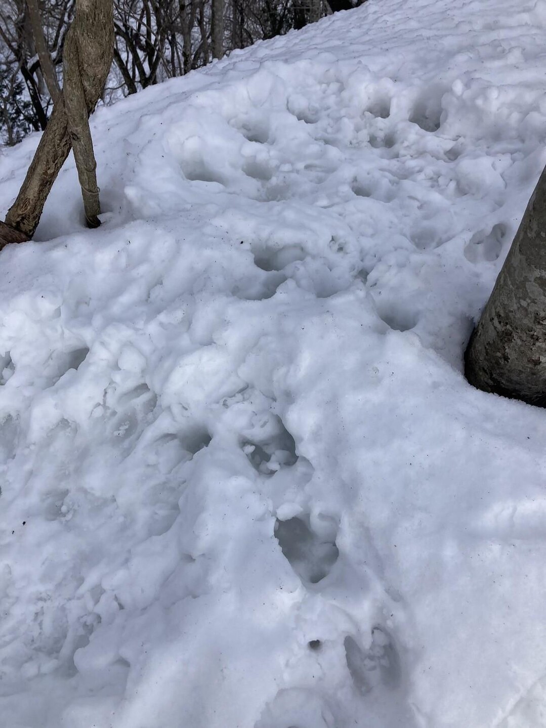 梵珠山p267へ ︎😆 ︎ / おっちょこさんの梵珠山の活動日記 | YAMAP / ヤマップ