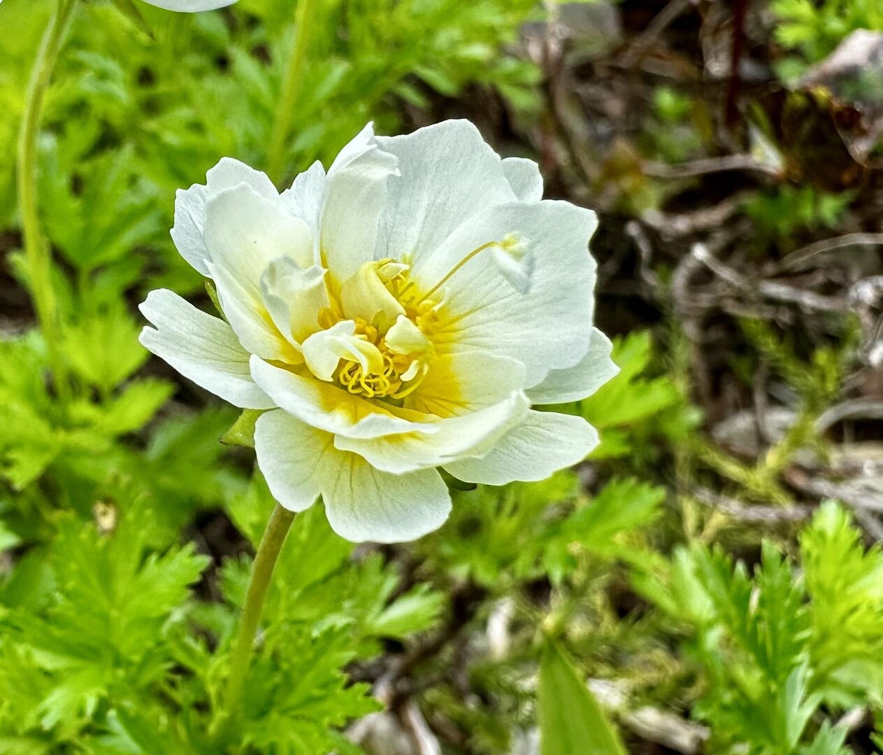 森吉山の八重咲きチングルマに会いに🌼🌸 / kaeruさんの森吉山の活動データ | YAMAP / ヤマップ