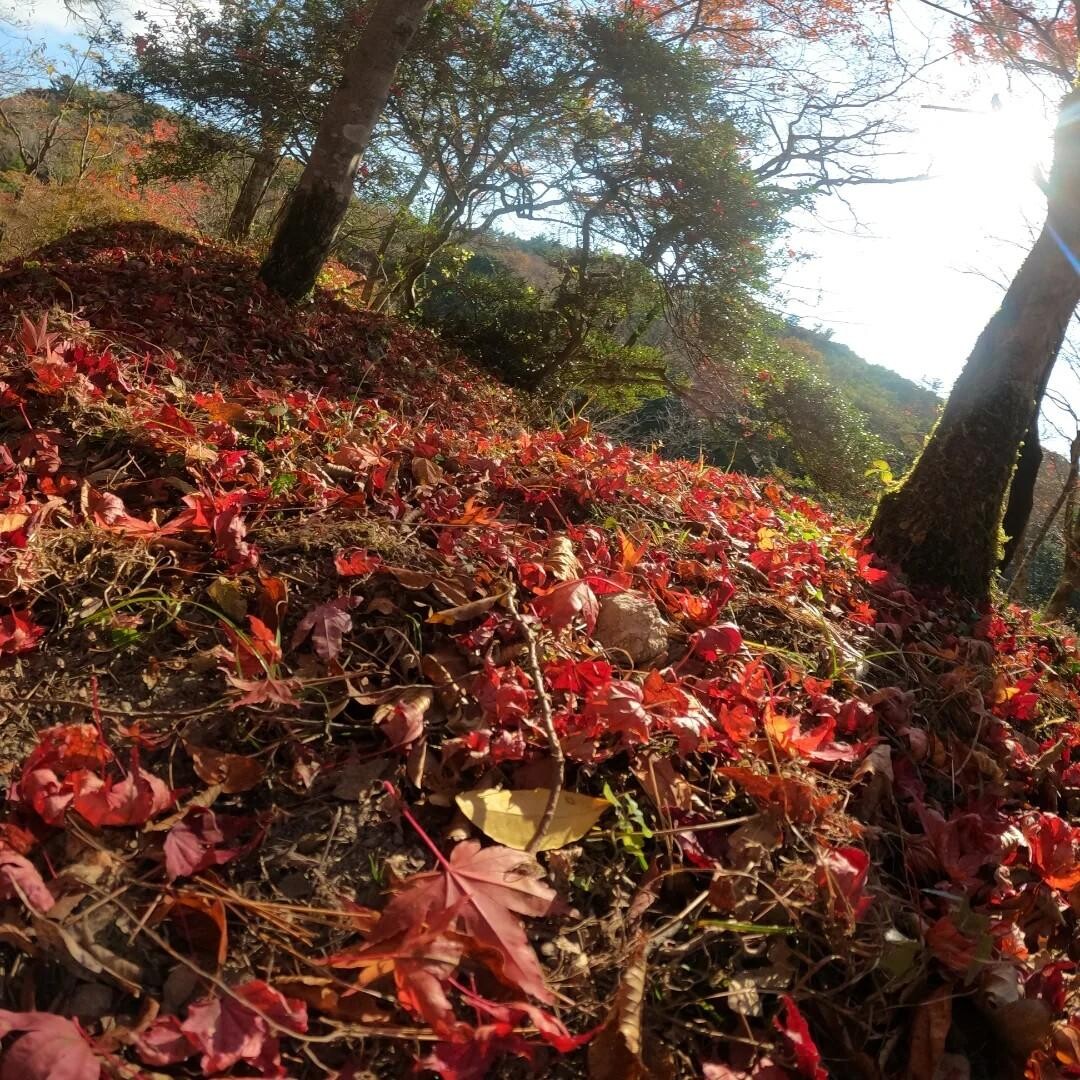作礼山🍁 / keikoさんのモーメント | YAMAP / ヤマップ