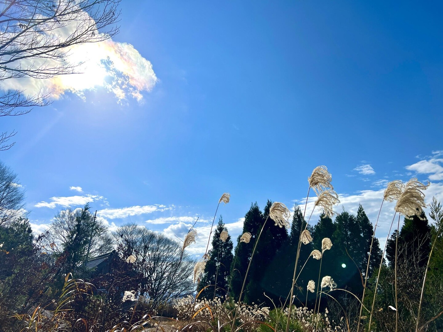 落葉の絨毯はフカフカ🍁 / TADY.さんの日野山の活動データ | YAMAP / ヤマップ