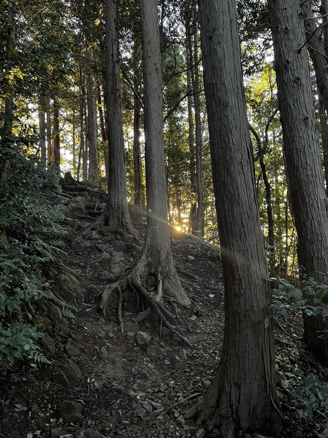 春日井三山・弥勒山51・大谷山・道樹山-2023-10-21 / toruさんの春日井三山・弥勒山・大谷山・道樹山の活動データ | YAMAP / ヤマップ