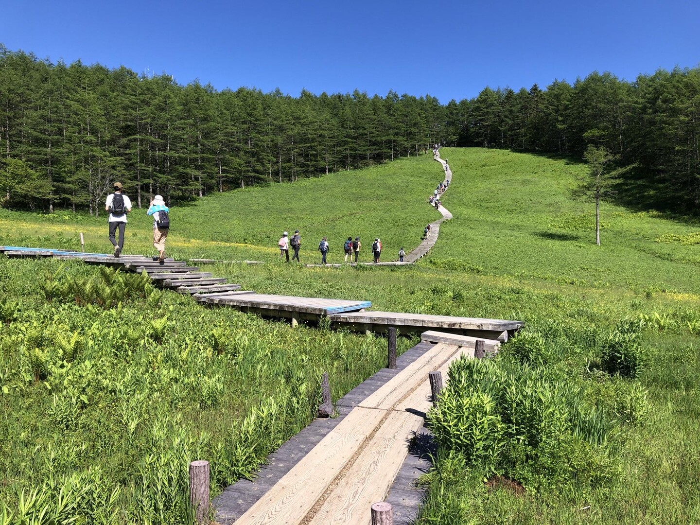 「入笠山 初夏の花巡り」 / zaucatsさんの入笠山の活動データ | YAMAP / ヤマップ