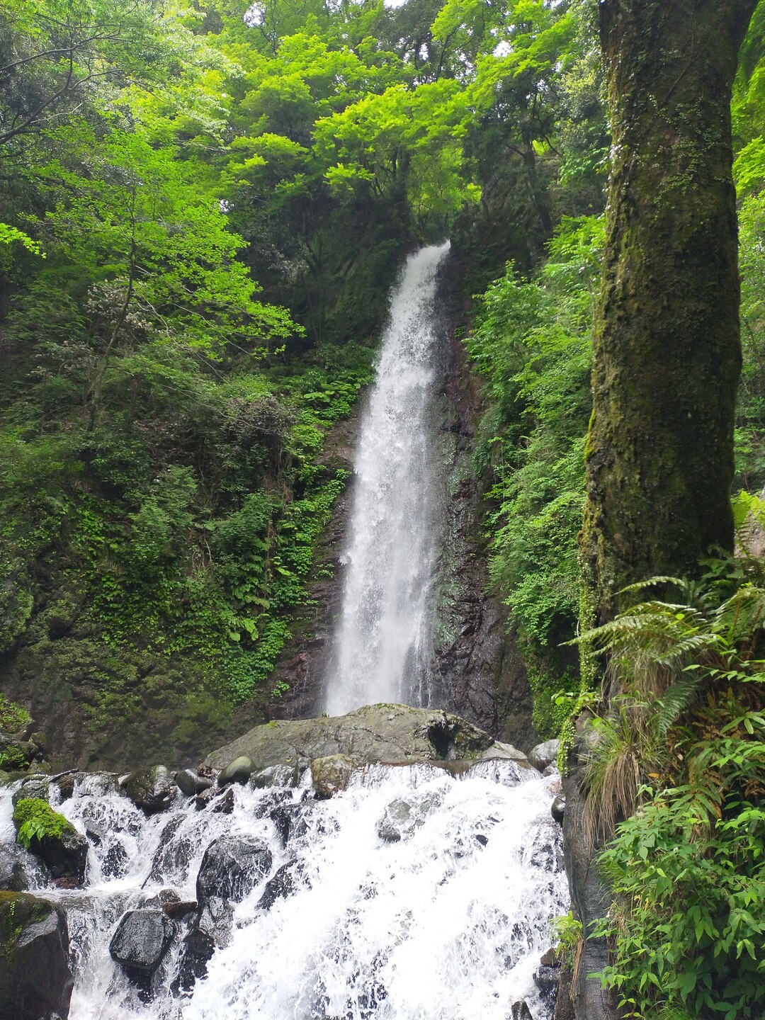 北尾根P826峰・小倉山・養老山・三方山 / オヤジライダーさんの養老山・笙ヶ岳・三方山の活動データ | YAMAP / ヤマップ