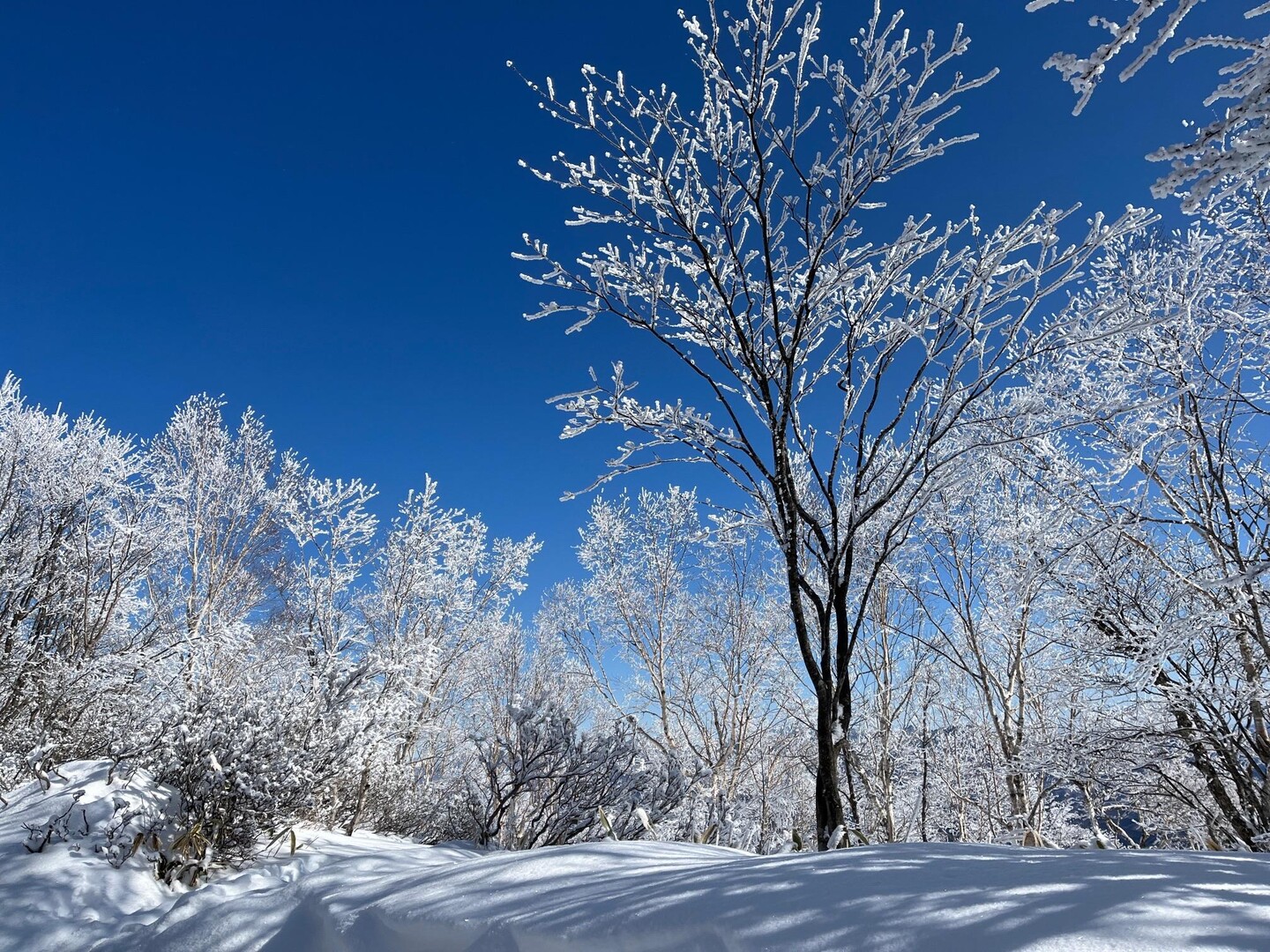 黒檜山・駒ヶ岳・篭山 ️青空と霧氷と絶景の山々 ️ / haruruさんの赤城山・黒檜山・荒山の活動データ | YAMAP / ヤマップ