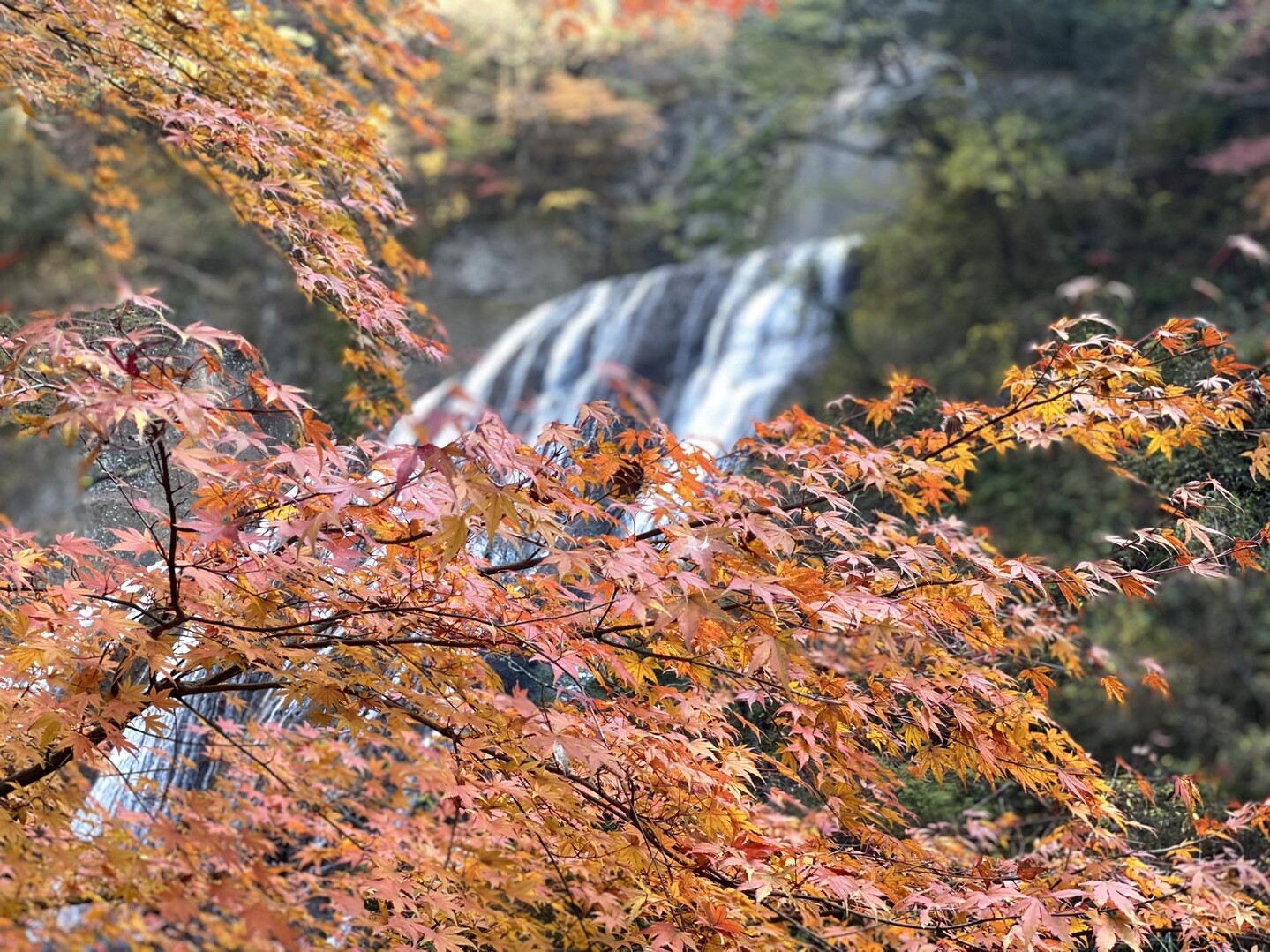「どーする 3G（爺）」月居山 / ふーさんさんの生瀬富士・大子アルプスの活動日記 | YAMAP / ヤマップ
