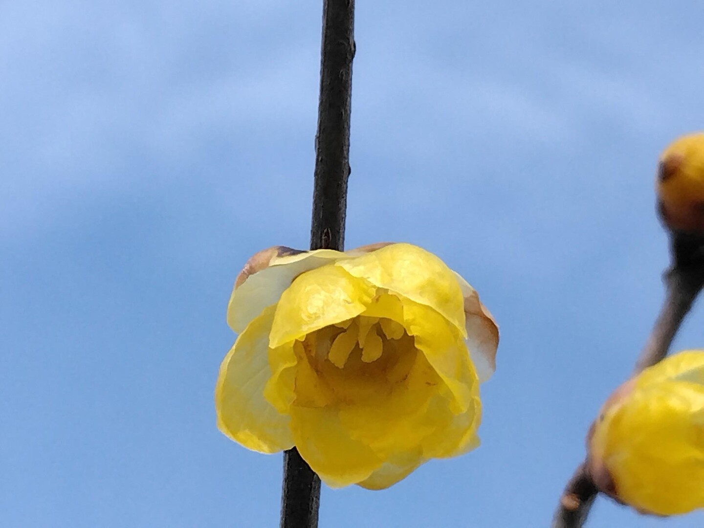 薮コースリベンジ十万劫山 / mi-canさんの福島市の活動データ | YAMAP / ヤマップ