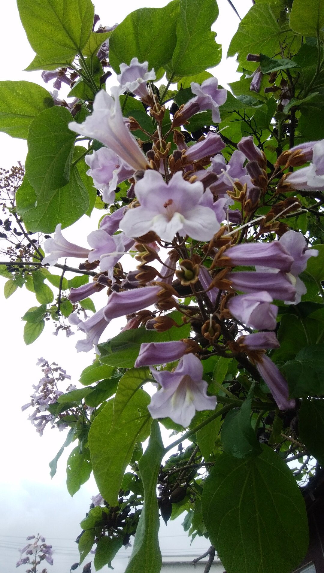 今朝。 ビオトープ 💚第三弾 勘違いし... / opal糸さんのモーメント | YAMAP / ヤマップ