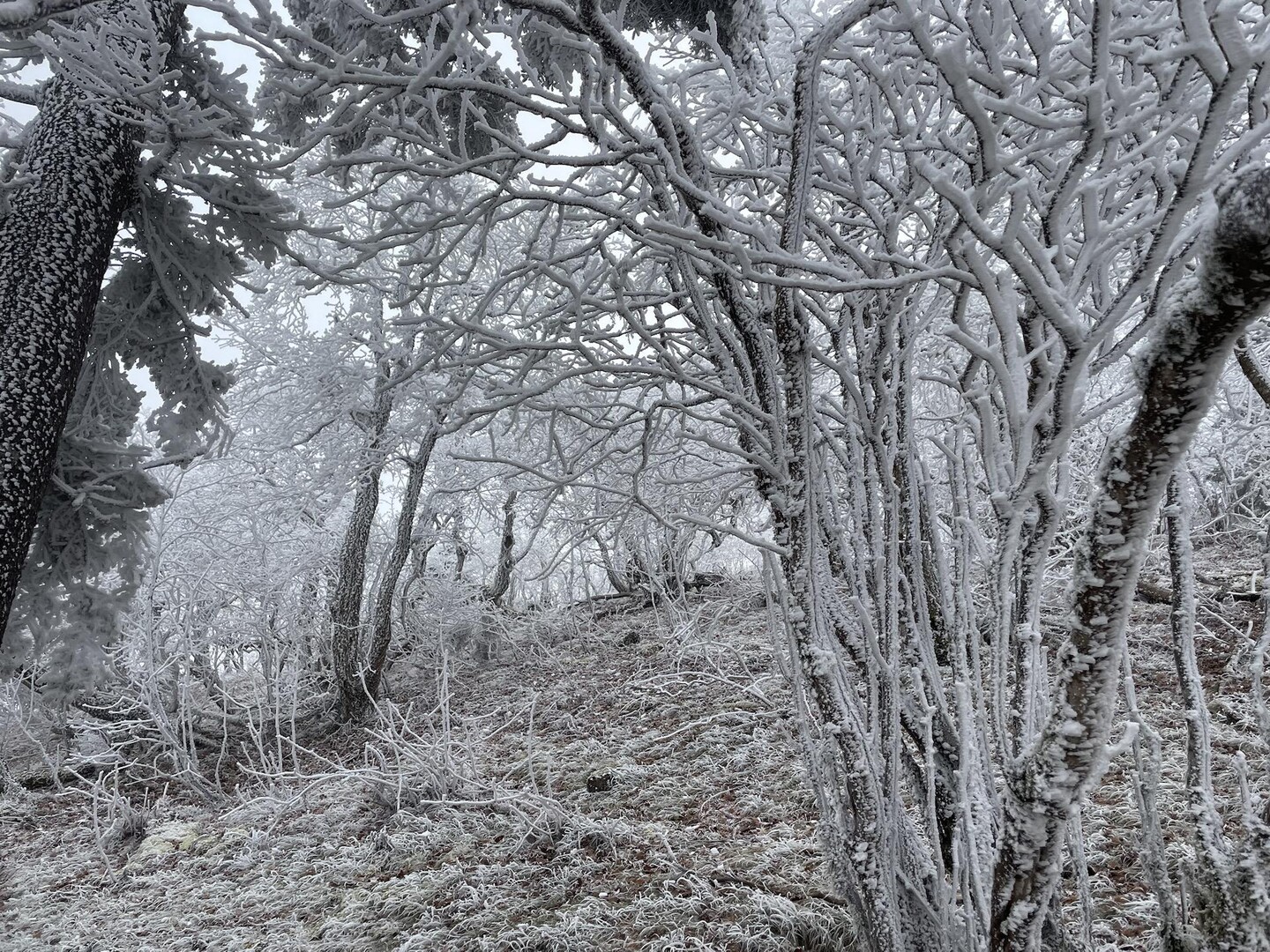 弁天ノ森・弥山・八経ヶ岳（八剣山・仏経ヶ岳）・明星ヶ岳 / shotaさんの八経ヶ岳の活動データ | YAMAP / ヤマップ