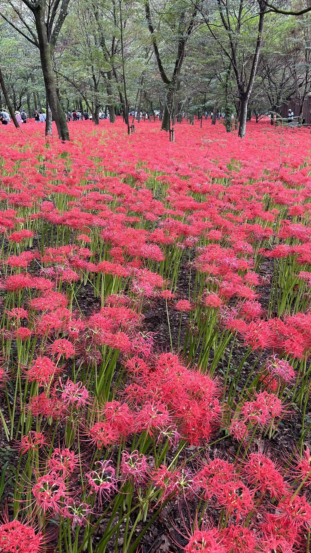 巾着田の曼珠沙華は満開です。 / hanさんのモーメント | YAMAP / ヤマップ