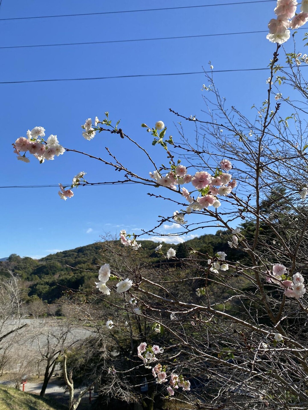 宝登山 / Tak@DMさんの宝登山・長瀞アルプス・不動山・陣見山・鐘撞堂山の活動データ | YAMAP / ヤマップ