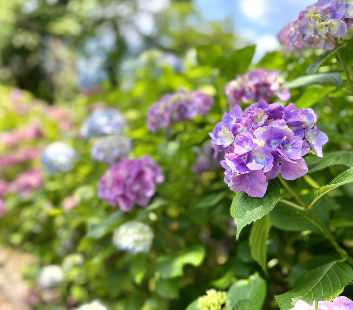 今朝インスタで見つけて、急に行きたくなっ... / Y Yukoさんのモーメント | YAMAP / ヤマップ