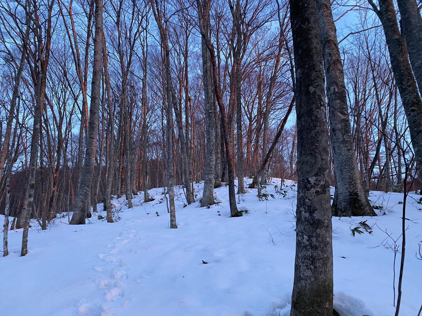 【升沢小屋】登山はトレーニング🏋️ / R_MAXさんの船形山（御所山）・泉ヶ岳・蛇ヶ岳の活動データ | YAMAP / ヤマップ