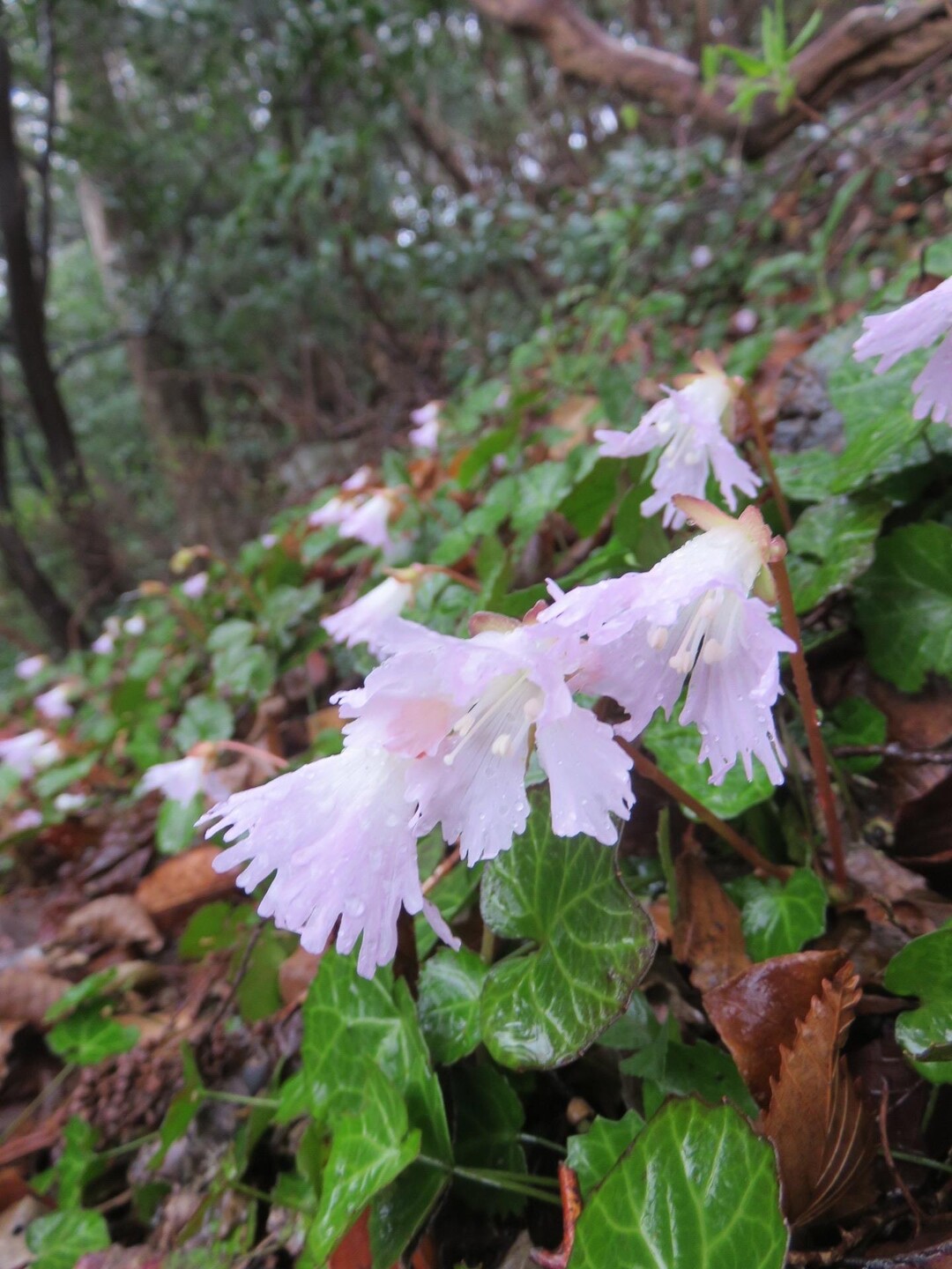 しっとり雨の横根山〜急斜面に咲き乱れるイワウチワ / yuriさんの土岳・花貫渓谷・竪破山の活動データ | YAMAP / ヤマップ