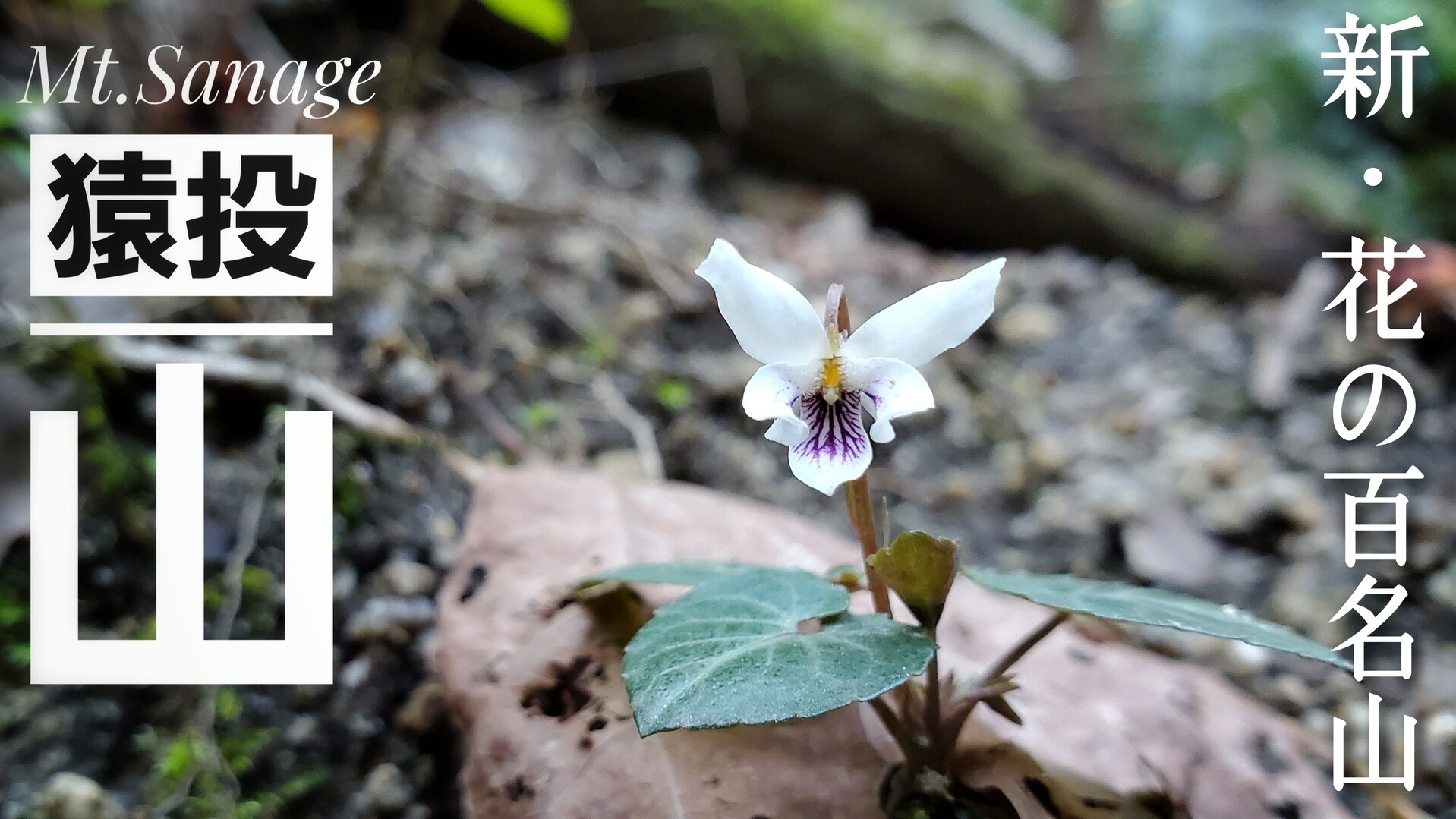 【登山動画】猿投山 https://yo... / isaさんのモーメント | YAMAP / ヤマップ