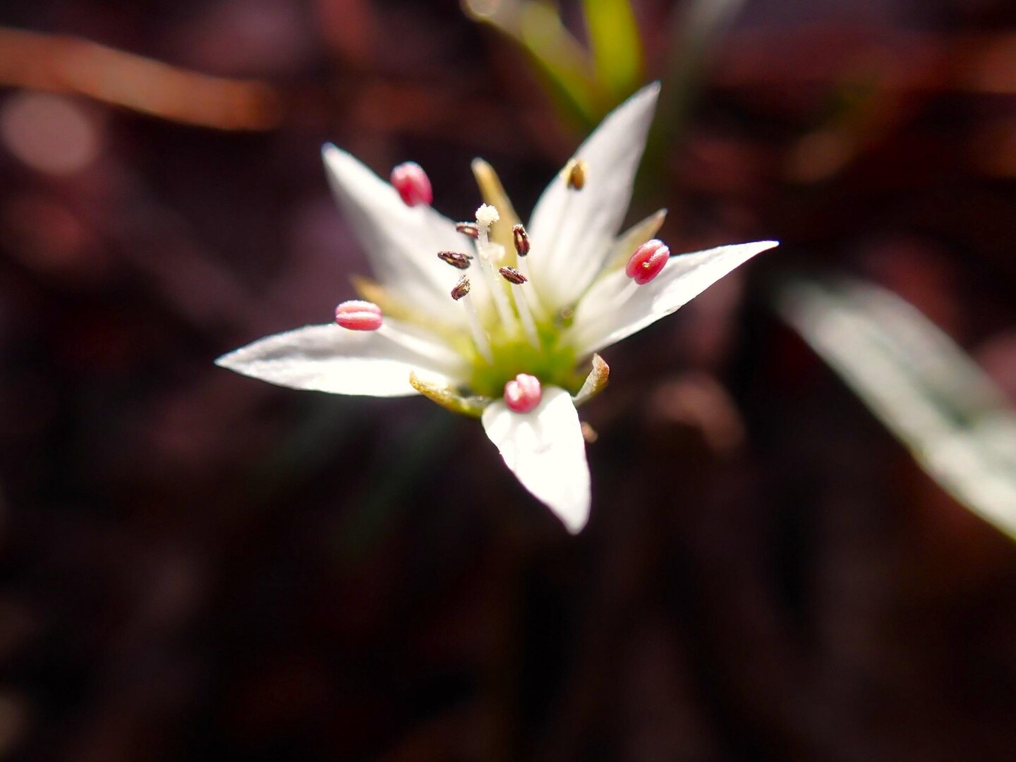 🌼筑波山🌼🐝～💦 / 🍀moomin🍀さんの筑波山の活動データ | YAMAP / ヤマップ