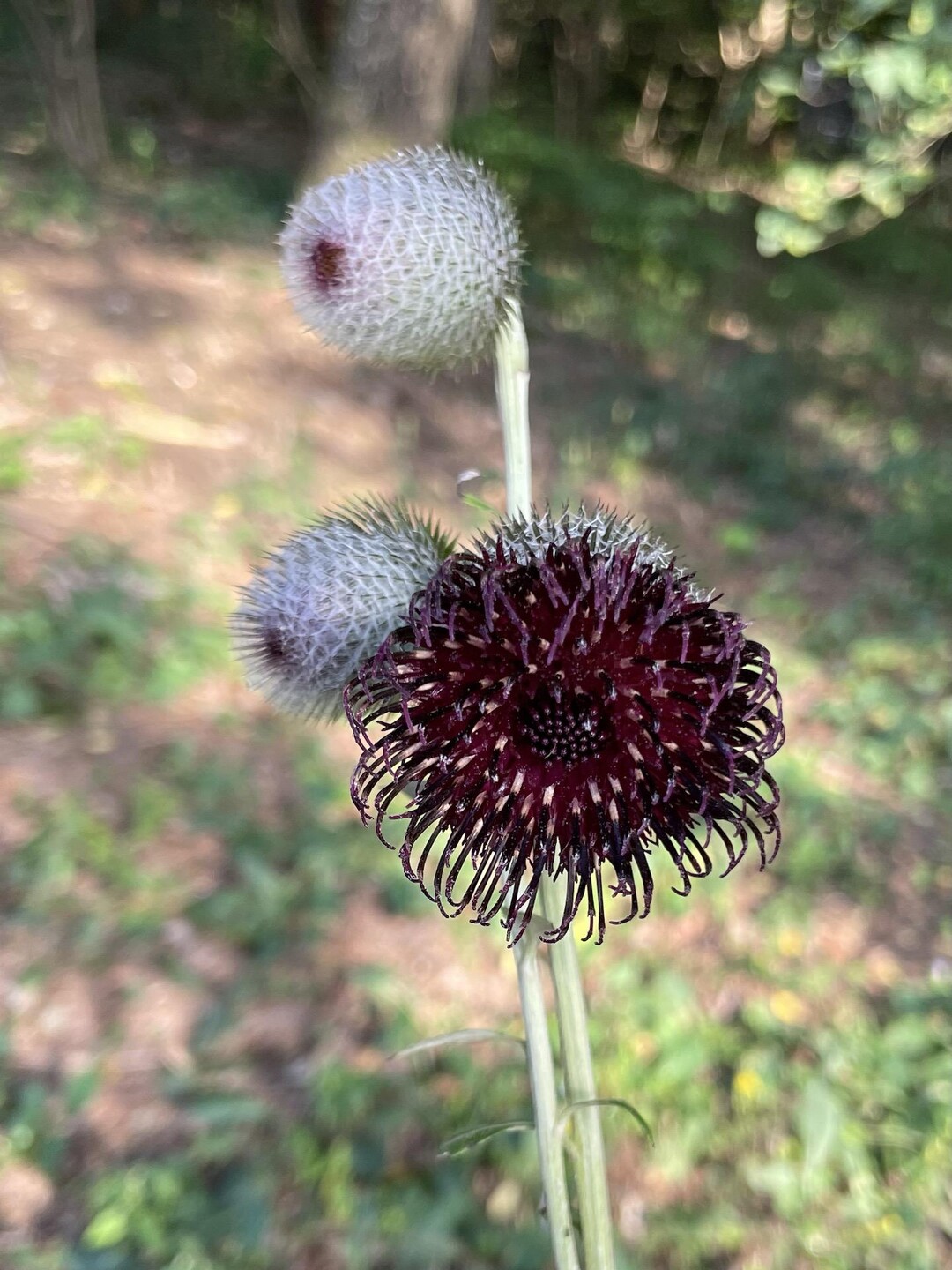 ハバヤマボクチ 見上げるぐらいの草丈で、... / CHIEsさんのモーメント | YAMAP / ヤマップ