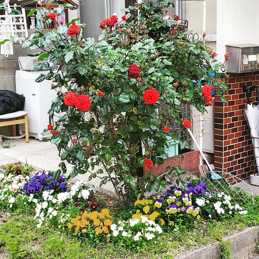 男やもめですが、玄関前は豪華ですよ🎵 / NOMさんのモーメント | YAMAP / ヤマップ