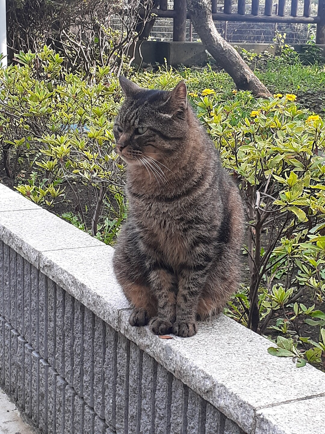 12日、13日早朝の江の島を歩く / kazu66さんの江の島の活動日記 | YAMAP / ヤマップ