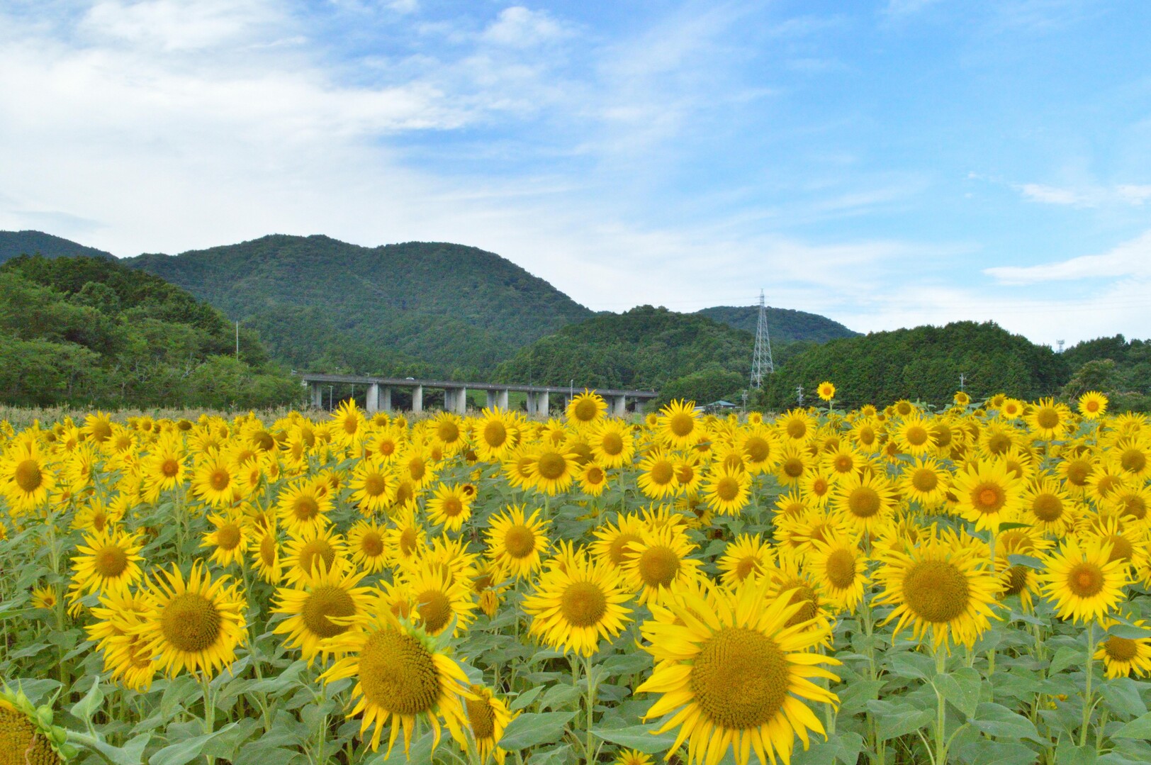 夏 / newayさんの国束山・大日山の活動データ | YAMAP / ヤマップ
