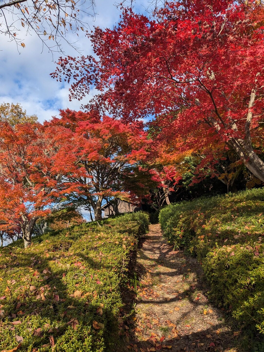 ETC装着（今さら)時間有効活用 / getさんの谷上山の活動データ | YAMAP / ヤマップ