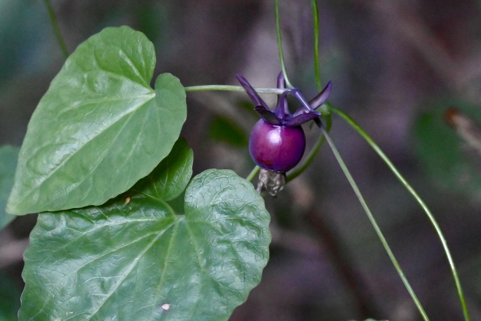 急遽変更して高尾山へ / TAKKUNさんの高尾山・陣馬山・景信山の活動データ | YAMAP / ヤマップ