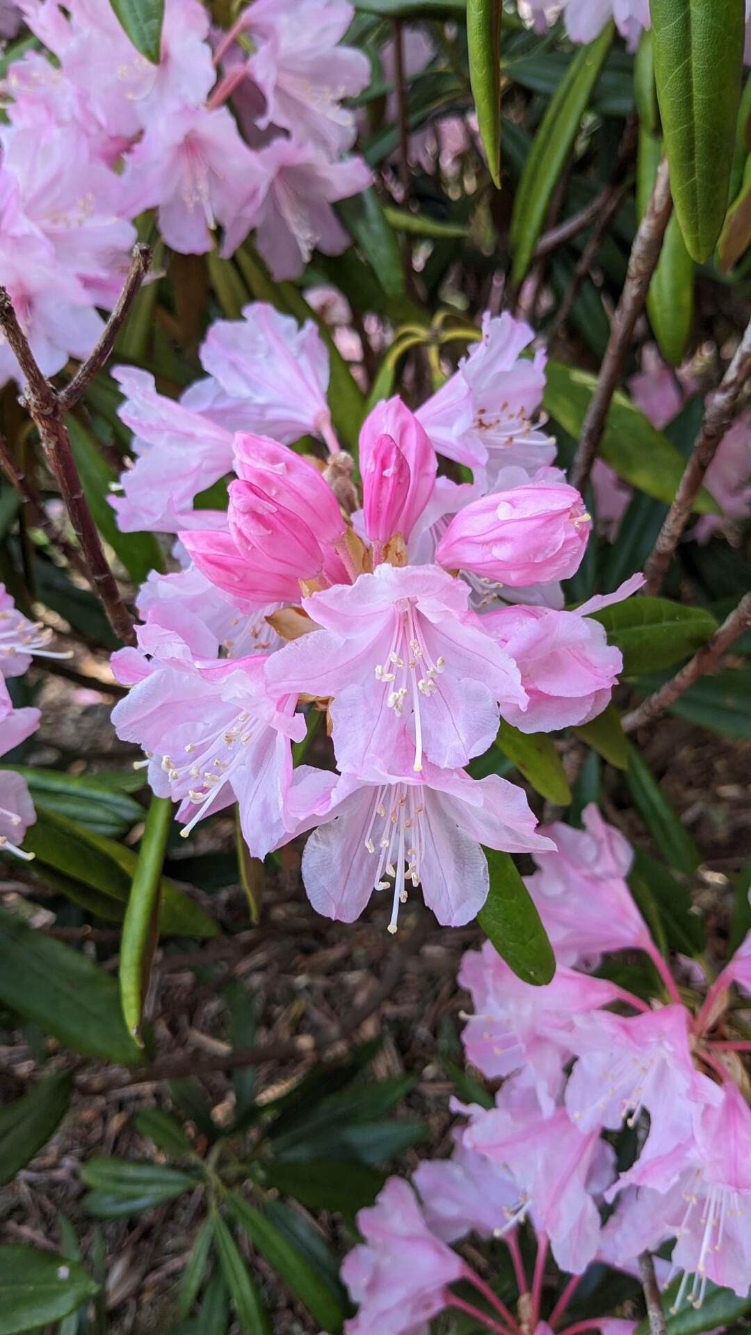 04-20 英彦山花園でお花見🤗 / tonnoさんの英彦山の活動データ | YAMAP / ヤマップ