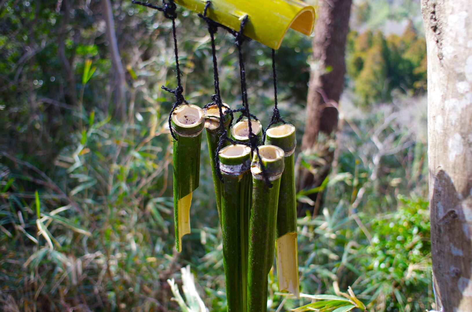 Bamboo Wind Chime🎋♫ / walker.misa🚶‍♂️さんの 米沢の森の活動データ | YAMAP / ヤマップ