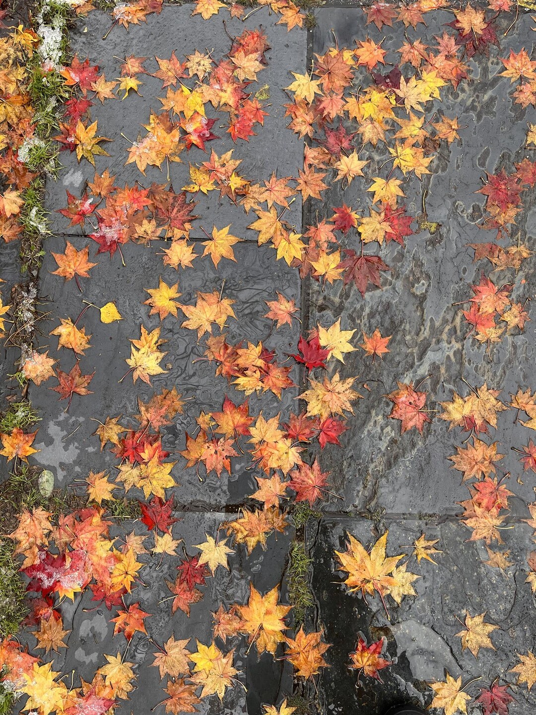 前田森林公園行ってきました 昨日の雪 ️... / minotさんのモーメント | YAMAP / ヤマップ