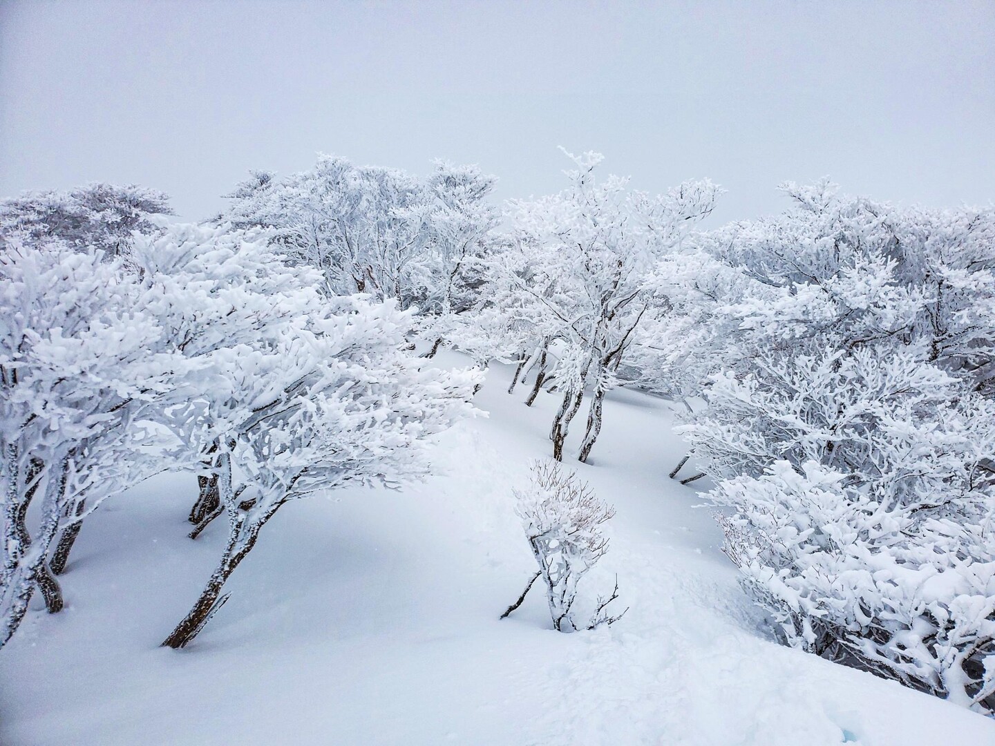 竜ヶ岳 / m.t-another-kuさんの竜ヶ岳の活動データ | YAMAP / ヤマップ