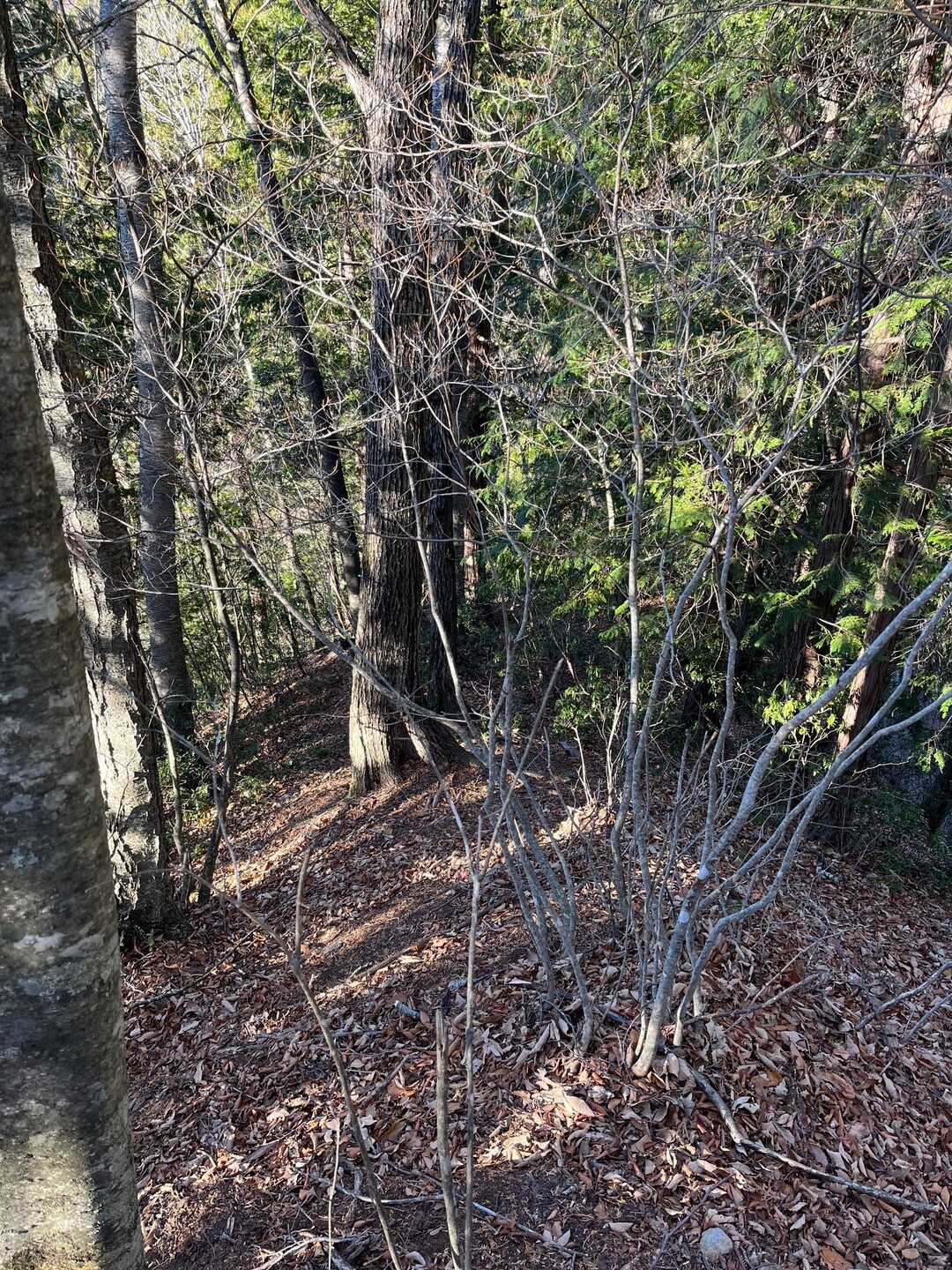 genkiさんの投稿したフィールドメモ | YAMAP / ヤマップ