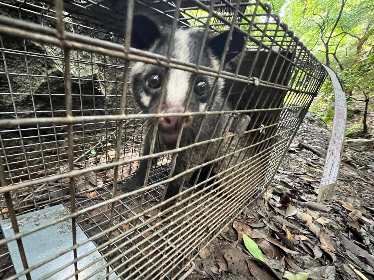 昨日、何時もの山でハクビシンが罠に入って... / masa omoさんのモーメント | YAMAP / ヤマップ