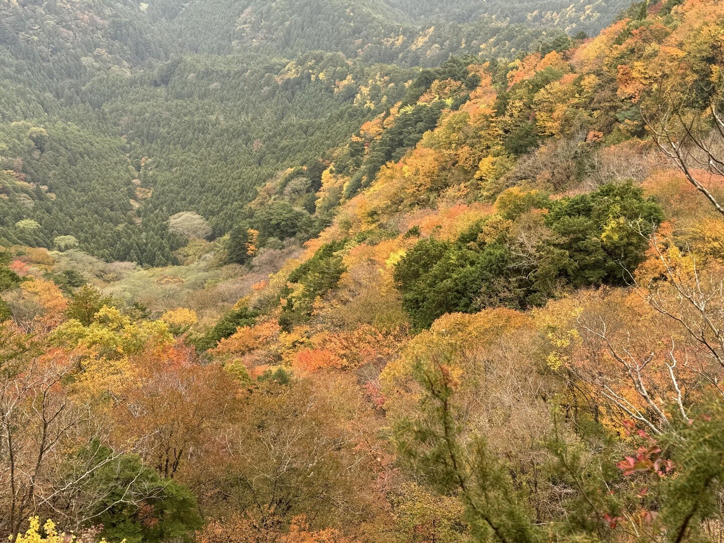 明神山（三ツ瀬明神山）初めての栃木沢ルート / emiさんの明神山（三ツ瀬明神山）の活動データ | YAMAP / ヤマップ