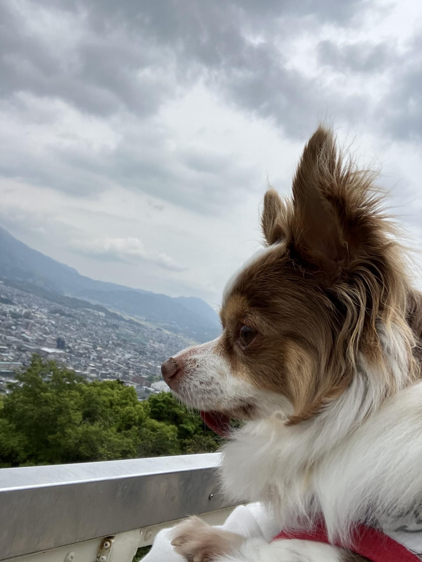 天拝山 / CHIEさんの天拝山・基山の活動日記 | YAMAP / ヤマップ