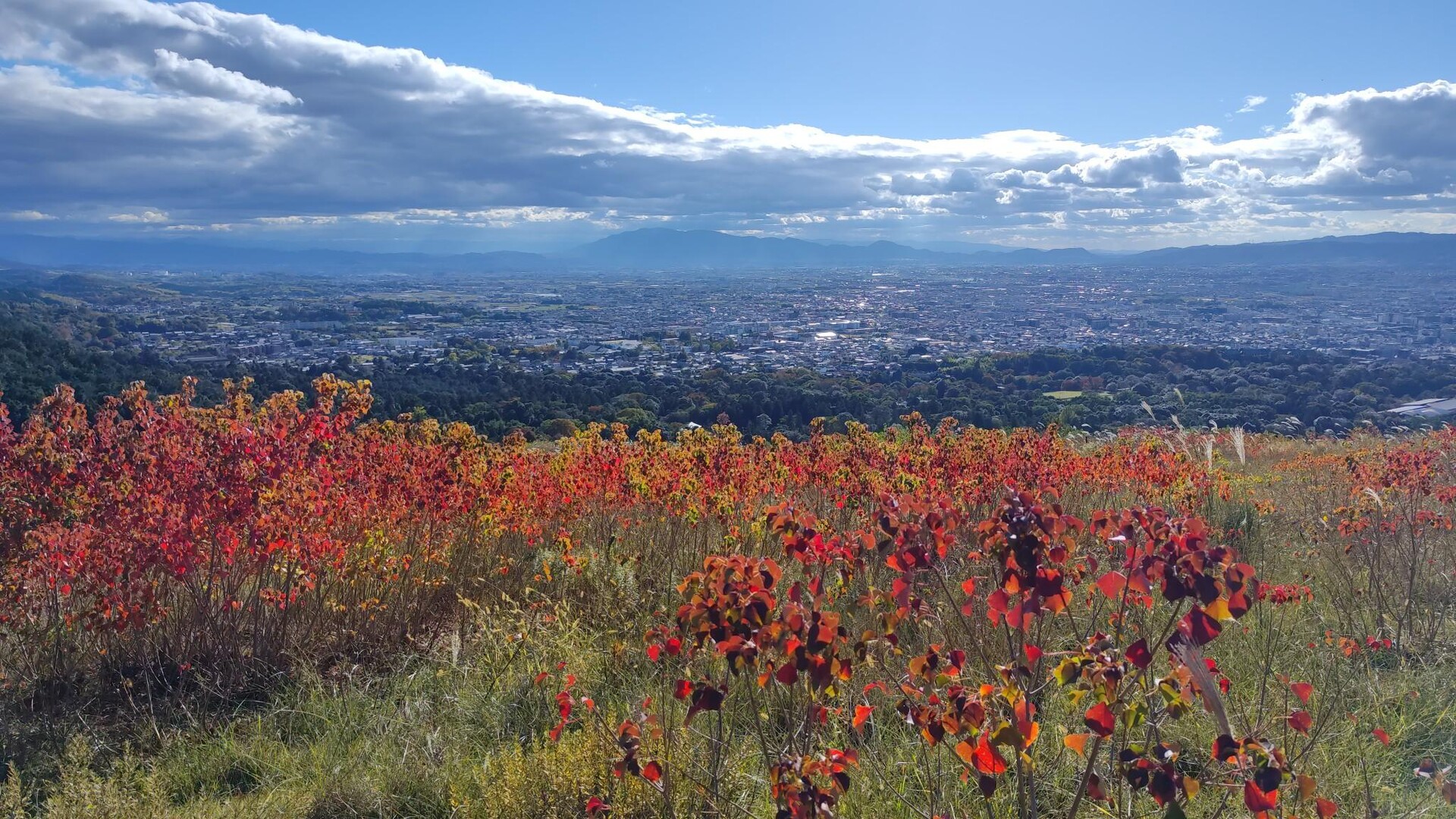 若草山 紅色に艶やかに / tolucky(^^)さんの若草山・芳山・高円山の活動データ | YAMAP / ヤマップ