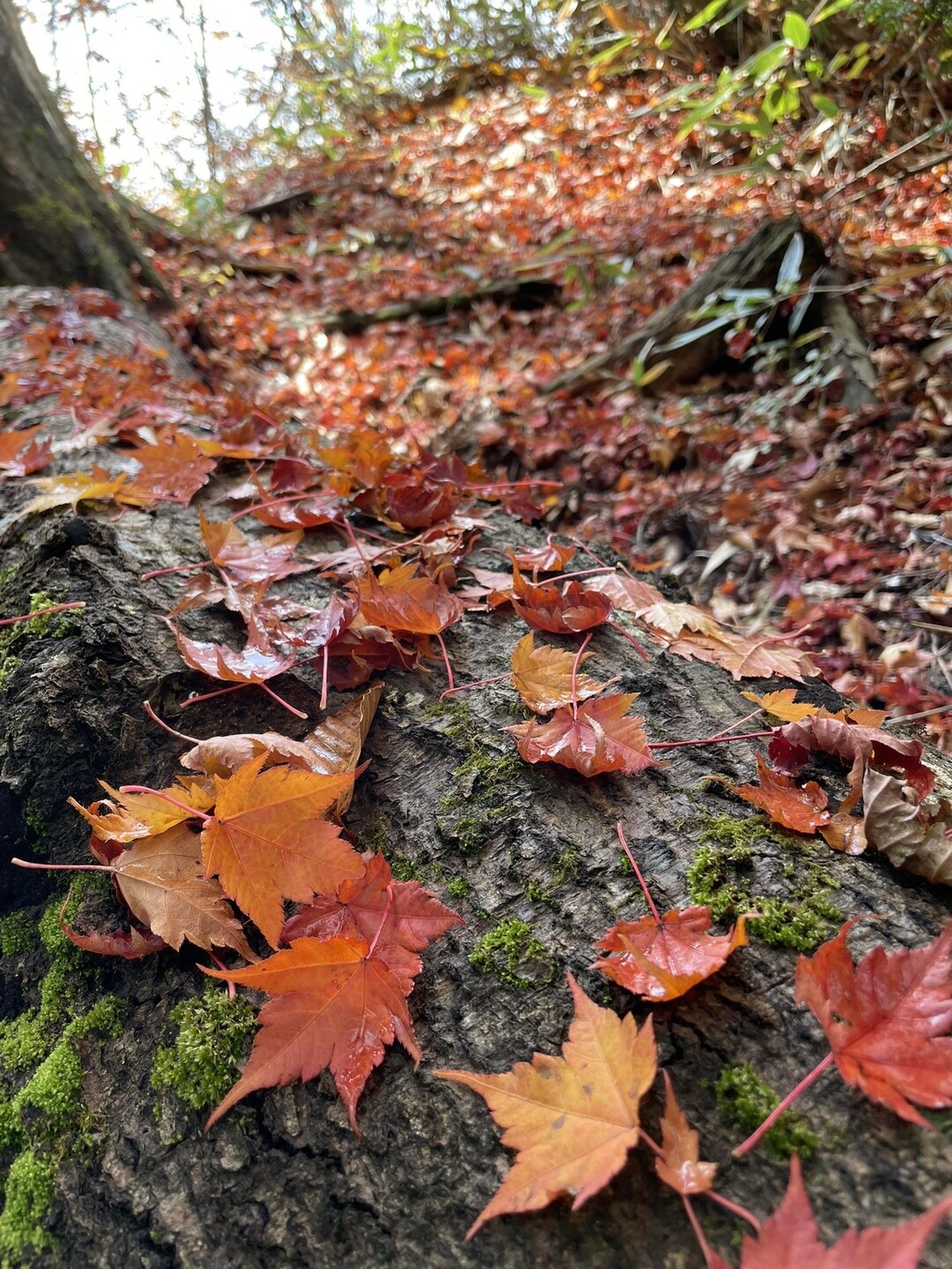 尼ヶ禿山 / みっちゃんさんの武尊山・鹿俣山・尼ヶ禿山の活動データ | YAMAP / ヤマップ