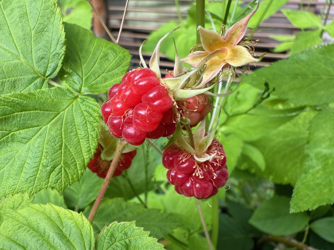 実が成って来たぁ〜 1. ラズベリー... / masa omoさんのモーメント | YAMAP / ヤマップ
