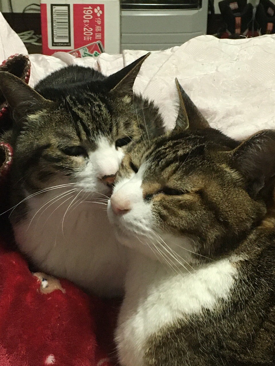 Mt.catのページ | YAMAP / ヤマップ