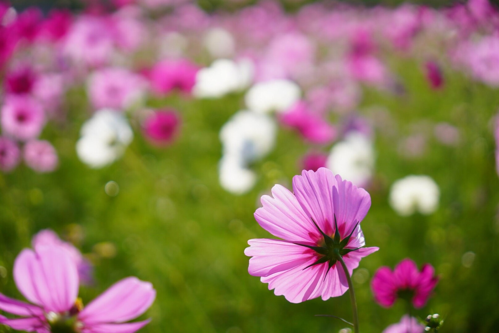 福岡市西区 周船寺駅 南のコスモス ... / N．Mさんのモーメント | YAMAP / ヤマップ