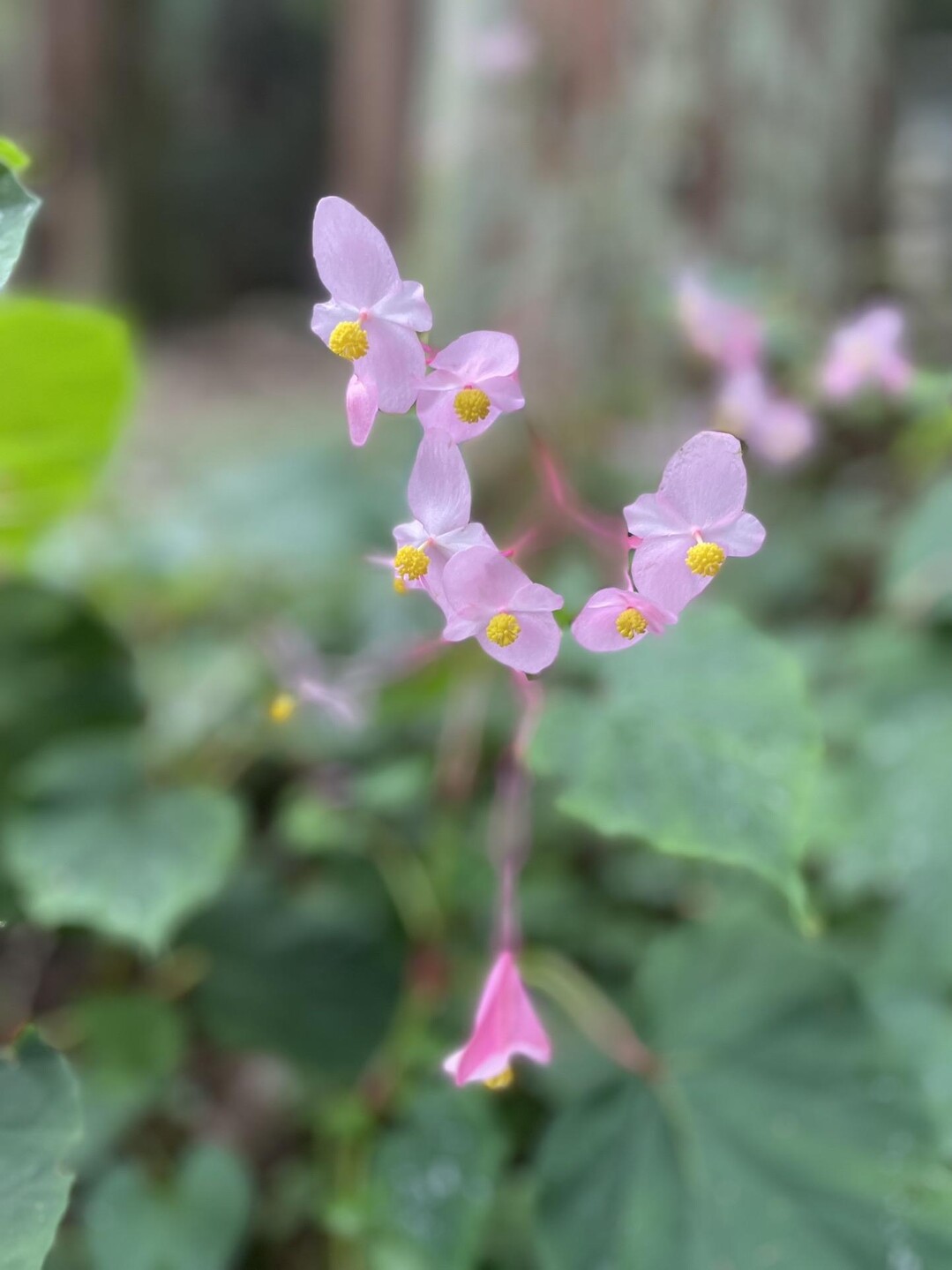 滝畑ダム〜岩湧寺🌸林道周回 / azukiさんの岩湧山・一徳防山・三石山の活動日記 | YAMAP / ヤマップ