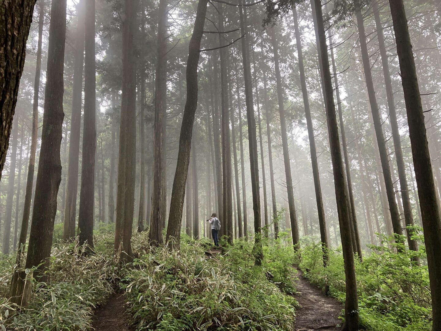 金剛山 / bu-koさんの金剛山・二上山・大和葛城山の活動データ | YAMAP / ヤマップ